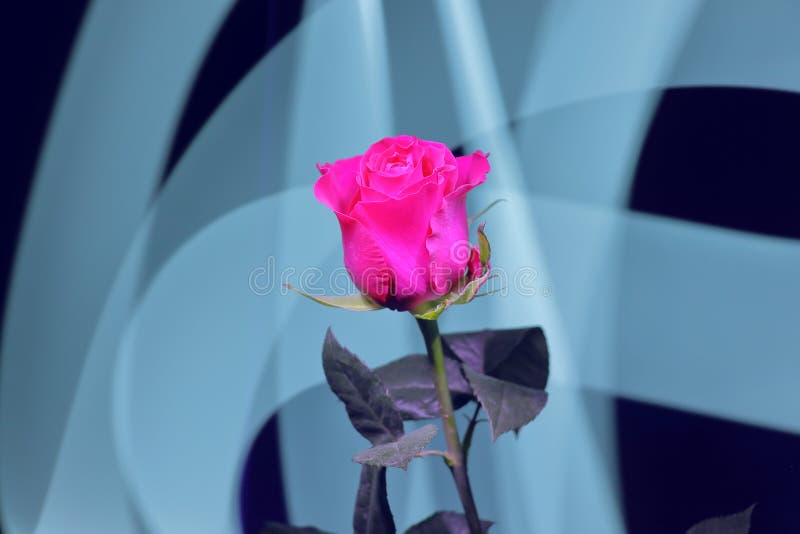 Gorgeous Rose Bright Red Crimson Color on an Abstract Background Stock ...