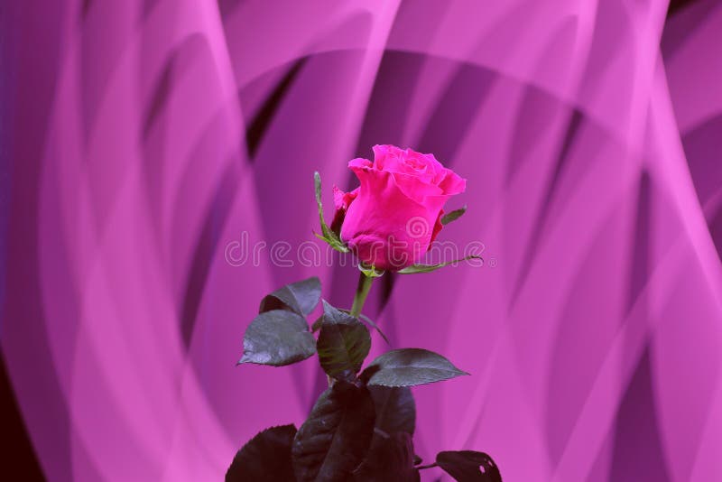 Gorgeous Rose Bright Red Crimson Color on an Abstract Background Stock ...