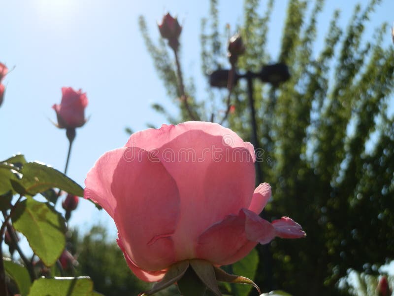 Gorgeous Rose on Turkish Beach Stock Image - Image of decoration ...