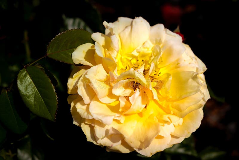 Gorgeous roses stock image. Image of splendour, roses - 156794705