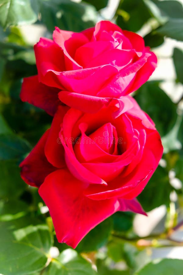 Gorgeous roses stock photo. Image of frame, blossom - 156796994