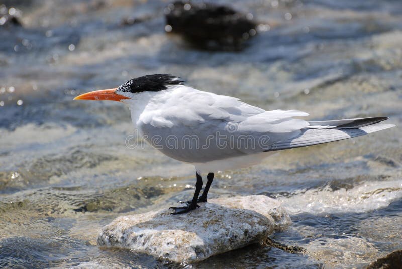 Gorgeous Royal Tern Bird Balanced on a Rock Stock Image - Image of ...