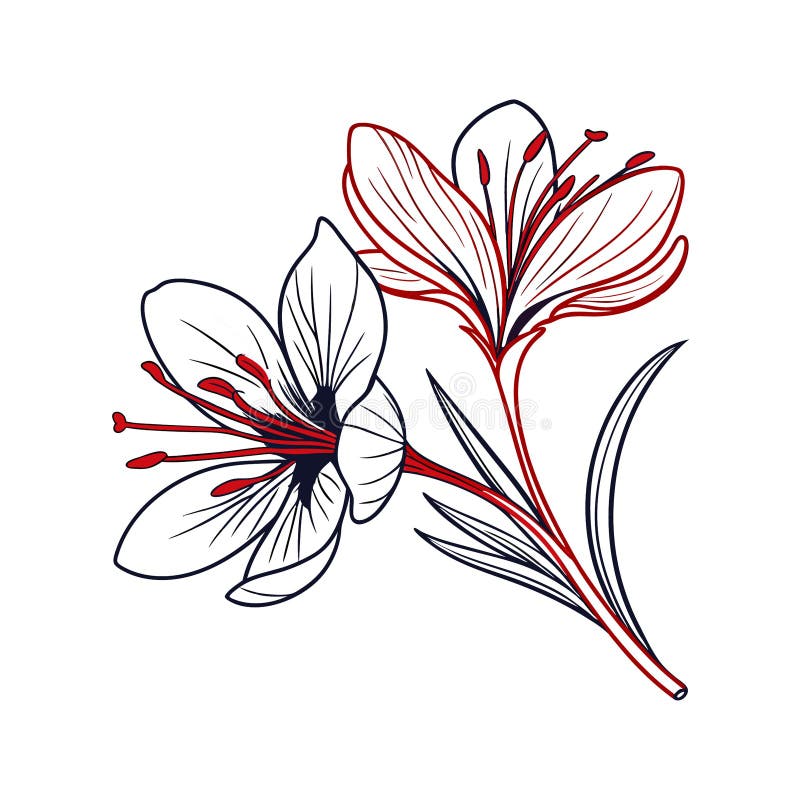Saffron Flower Vector Drawing. Hand Drawn Herb and Food Spice Stock ...