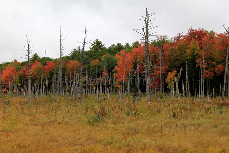 Gorgeous Scene of Fall Foliage Along Tree Line in Open Meadow Stock ...
