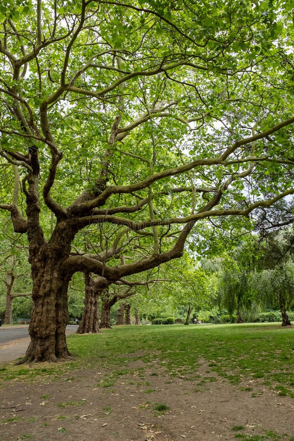 Gorgeous Sequence of Trees with Thin Long Branches and Gorgeous Green ...