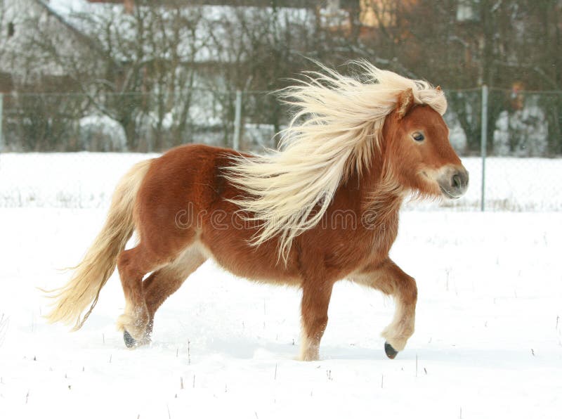 Gorgeous Shetland Pony with Long Mane in Winter Stock Photo - Image of ...