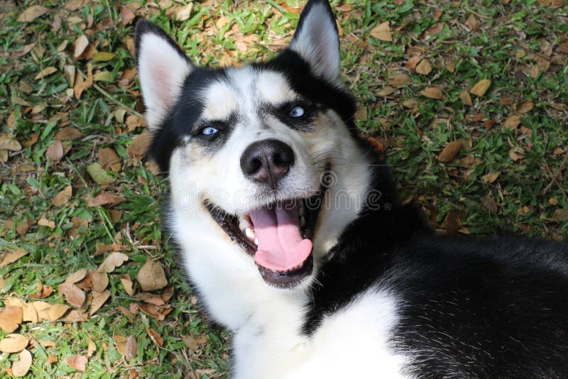 Gorgeous Siberian Husky Dog in the Park Stock Image - Image of charming ...