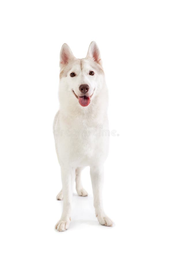 Gorgeous Siberian Husky Looking at Camera Stock Photo - Image of ...
