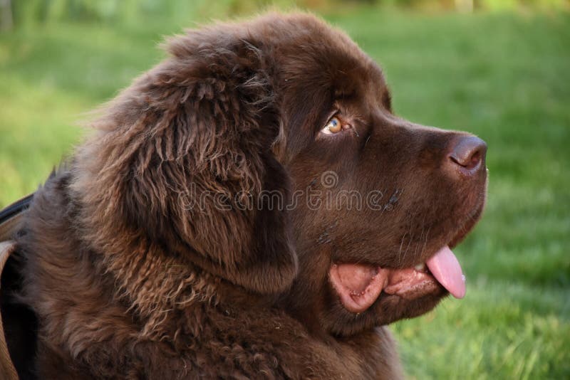 806 Brown Newfoundland Dog Stock Photos - Free & Royalty-Free Stock ...
