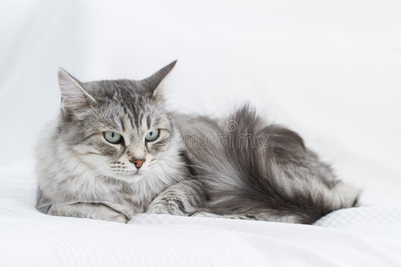 Gorgeous Silver Female Cat with Green Eyes, Siberian Purebred Stock ...