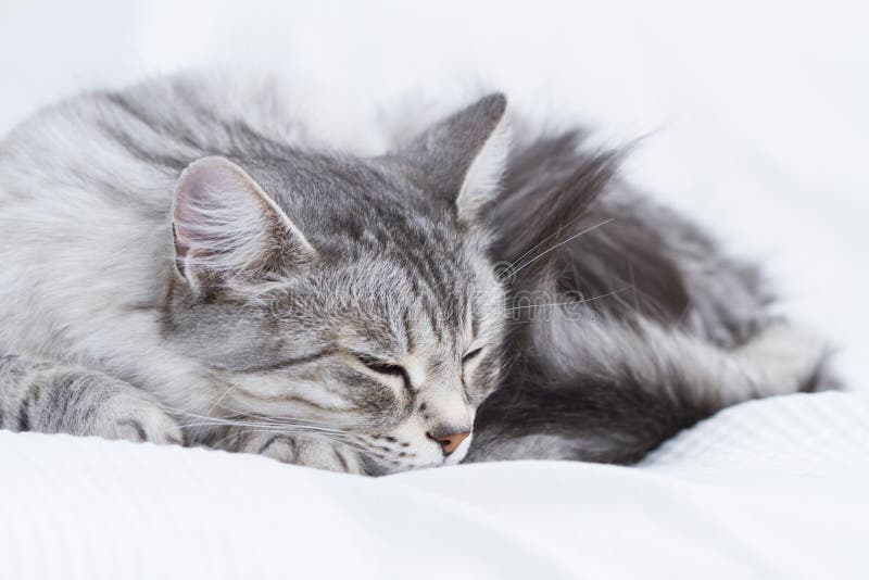 Gorgeous Silver Cat of Siberian Breed Stock Photo - Image of cute ...