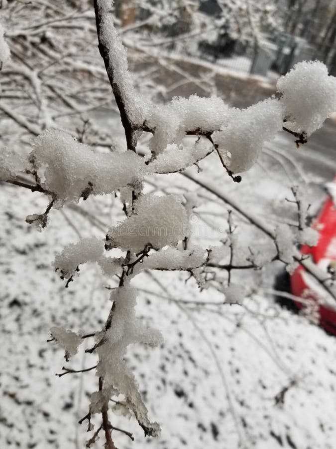 Snow branch stock photo. Image of tree, christmas, snow - 108202694
