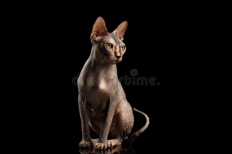 Gorgeous Sphynx Cat Sitting Curious Looks Isolated on Black Stock Photo ...