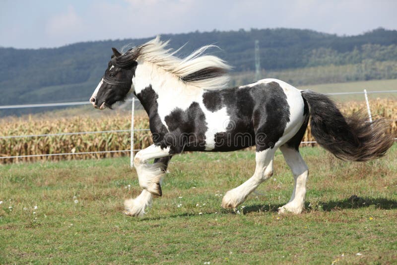 Gorgeous Stallion with Long Flying Mane Stock Image - Image of skewbald ...