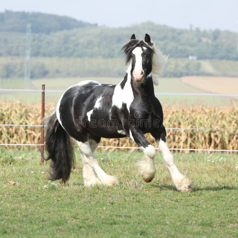 Gorgeous Stallion with Long Flying Mane Stock Photo - Image of young ...