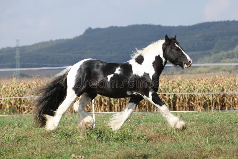 Gorgeous Stallion with Long Flying Mane Stock Image - Image of ...