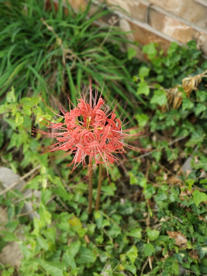 Gorgeous Sunset Colored Flower Blooming Stock Image - Image of blooming ...