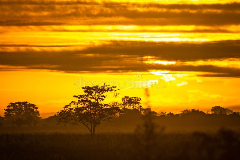 Gorgeous Sunset at Savannah National Park Stock Photo - Image of ...