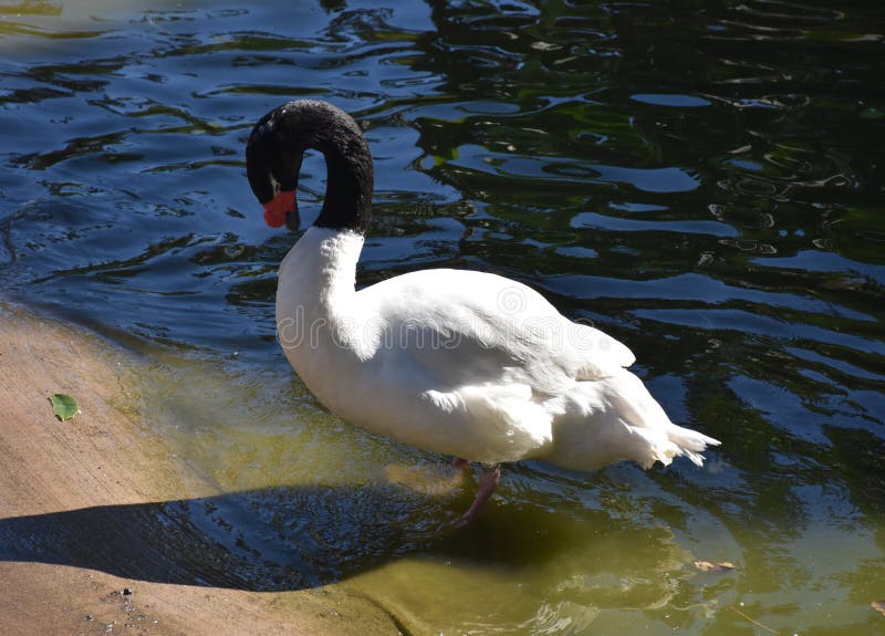 Gorgeous Swan Standing by a Lake with a Beach Stock Photo - Image of ...