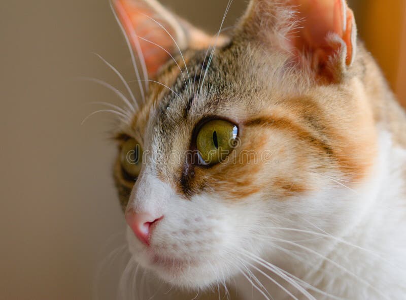 Gorgeous Tabby Kitten Portrait. Extreme Macro Close Up with Focus in ...