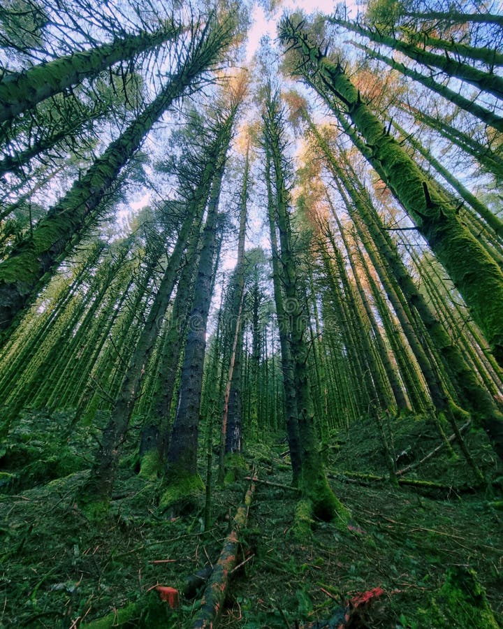 Gorgeous Tall Green Trees with Autumnal Colours Stock Image - Image of ...