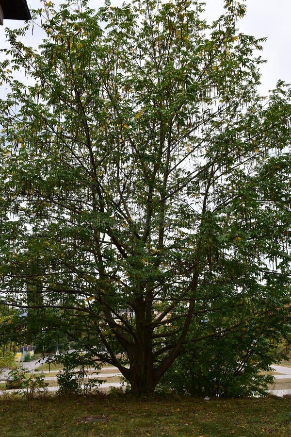 A Gorgeous Tall Tree on the Edge of a Meadow by the Side of the Road ...