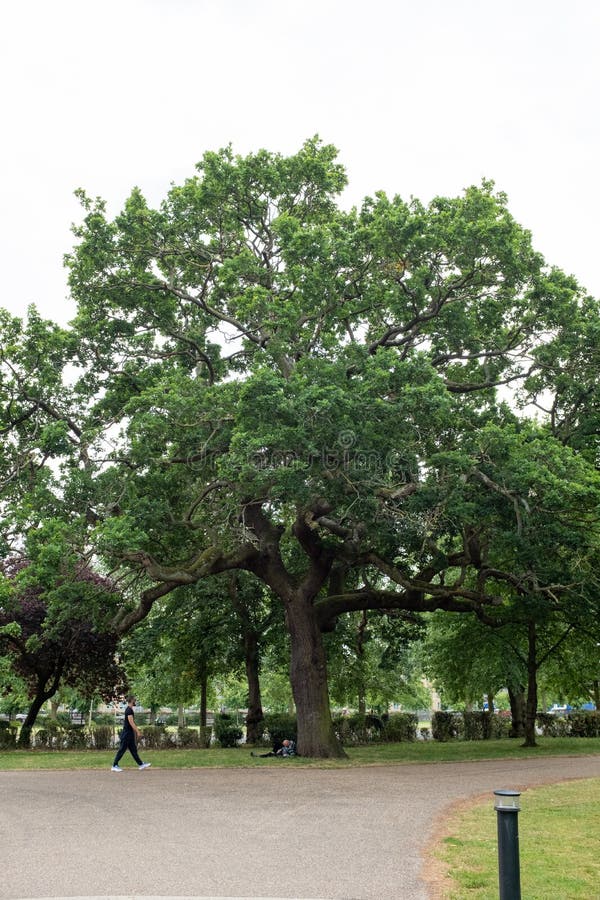 A Gorgeous Tall Tree, Finsbury Park Editorial Stock Image - Image of ...