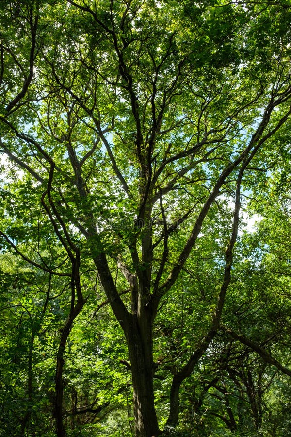 Gorgeous Thin Tree with Long Branches Being Lit by the Sun Editorial ...