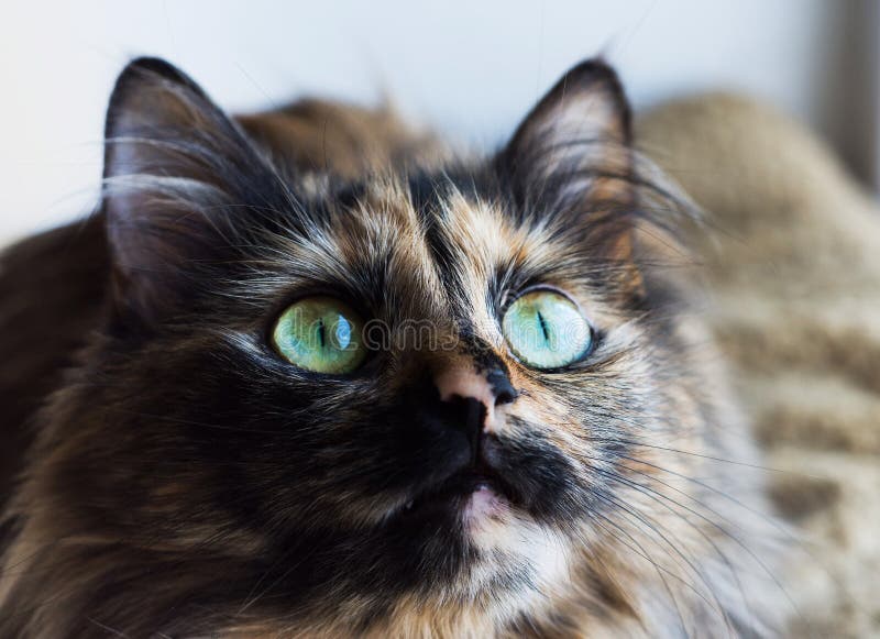 Gorgeous Three Colored Cat. Portrait of Cat with Green Eyes Stock Photo ...