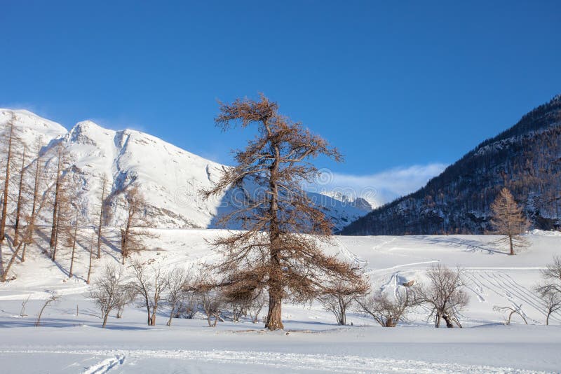 Gorgeous Tree on the Background of the Alpine Mountains Stock Photo ...