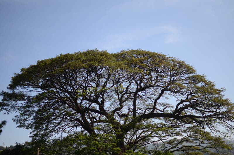 Gorgeous tree crown stock image. Image of gorgeous, flower - 243183453