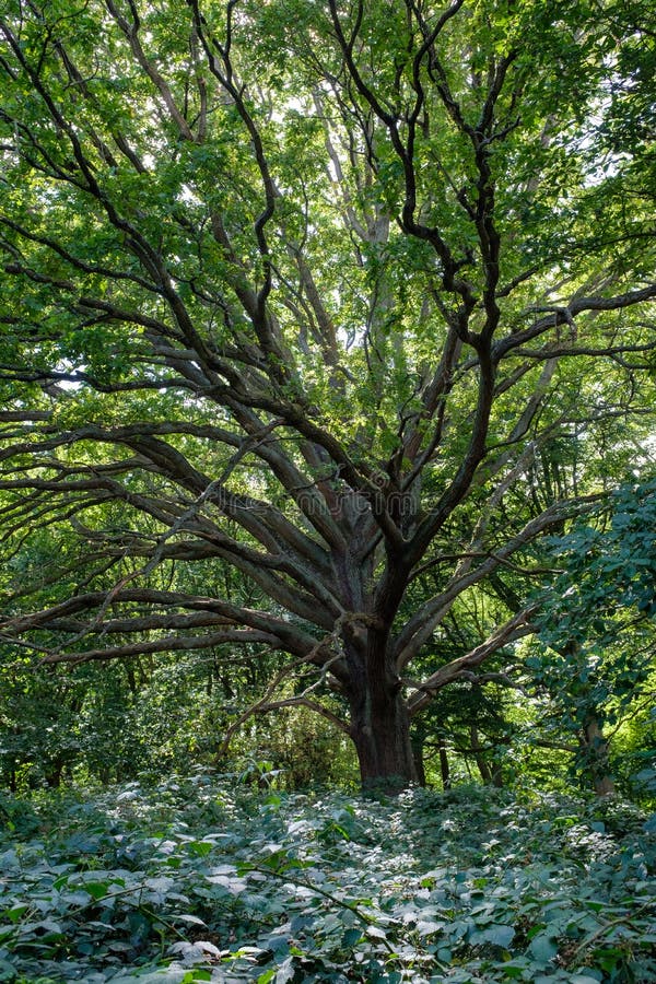 A Very Large Tree with Thick Long Branches and Stunning Green Leaves ...