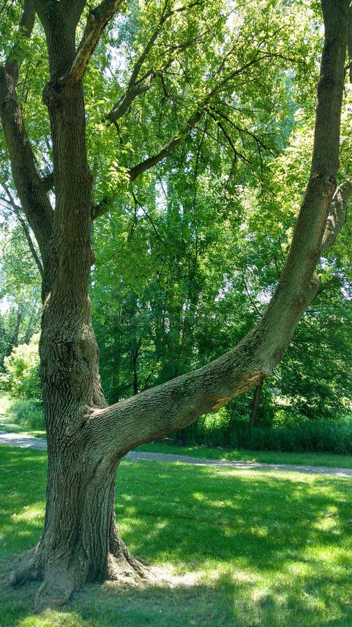 Gorgeous tree in the park stock photo. Image of green - 72852986