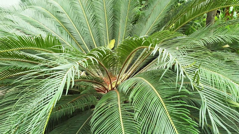 Gorgeous Tropical Palm Tree in the Botanical Garden Stock Footage ...