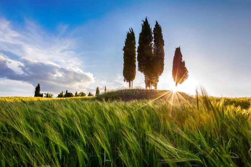 Gorgeous Tuscany sunset stock image. Image of wheat, landscape - 84473531