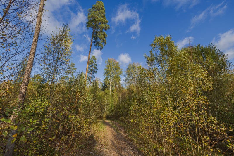 Gorgeous View of Autumn Forest with Path on Background of Blue Sky with ...