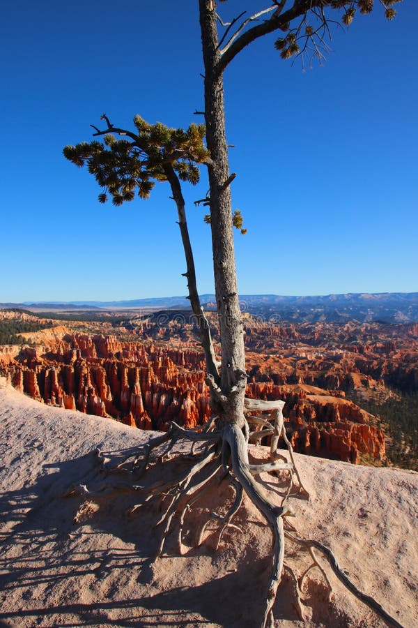Gorgeous View of the Famous Bryce National Park in Utah Stock Photo ...