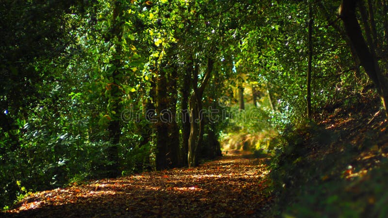 Gorgeous View of a Trail Covered by Fallen Trees in a Sunny Wilderness ...