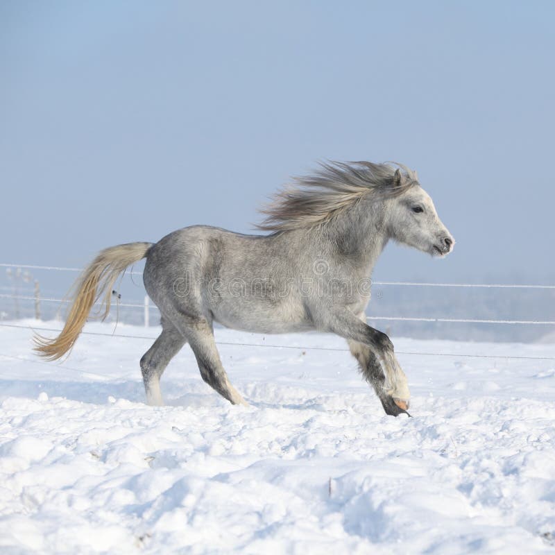 Gorgeous Welsh Mountain Pony Running in Winter Stock Image - Image of ...