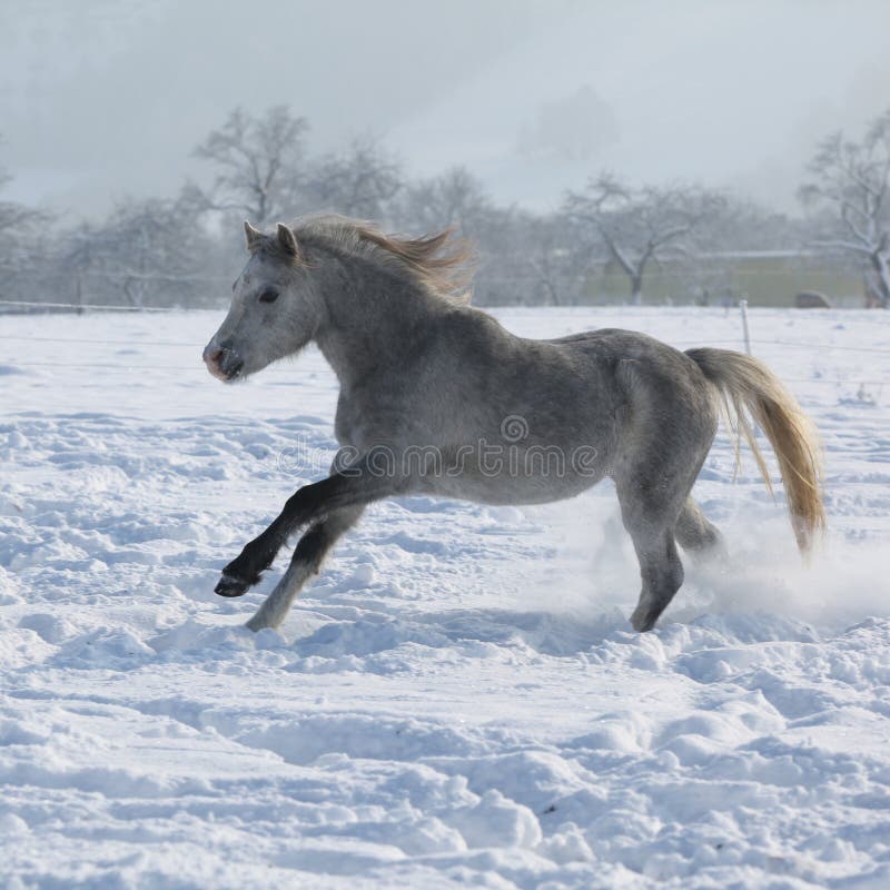 Gorgeous Welsh Mountain Pony Running in Winter Stock Photo - Image of ...