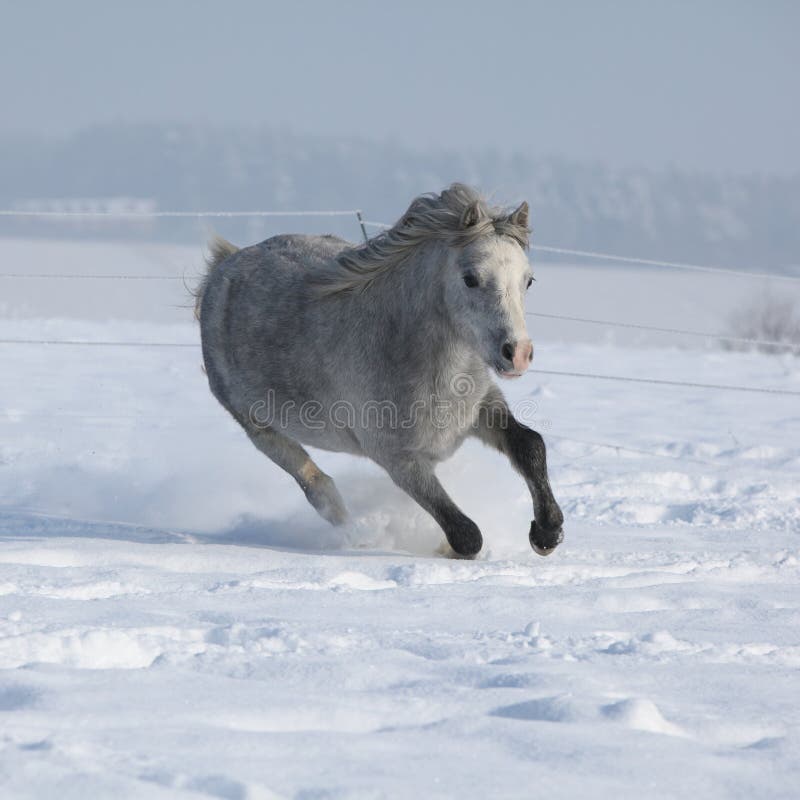 Gorgeous Welsh Mountain Pony Running in Winter Stock Photo - Image of ...