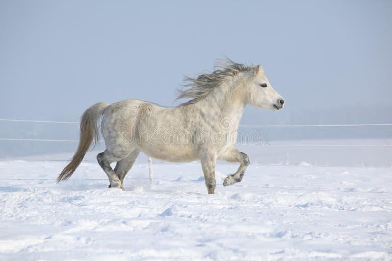 Gorgeous Welsh Mountain Pony Running in Winter Stock Photo - Image of ...