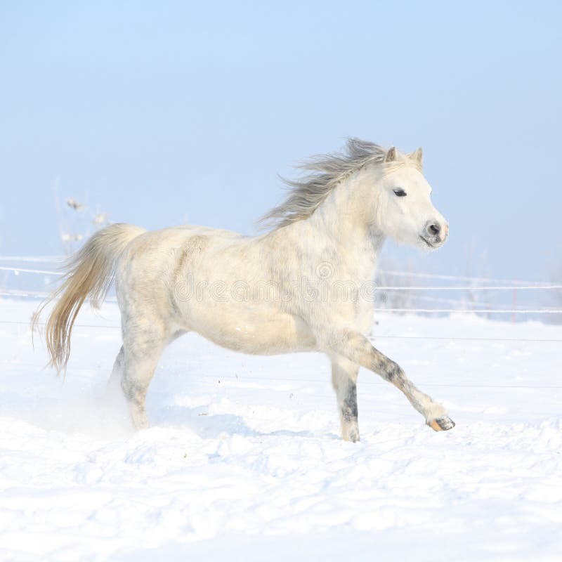 Gorgeous Welsh Mountain Pony Running in Winter Stock Photo - Image of ...