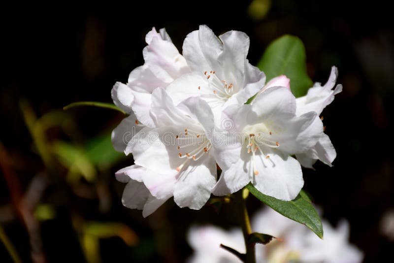 Gorgeous White Azalea Bushes Blooming and Flowering Stock Image - Image ...
