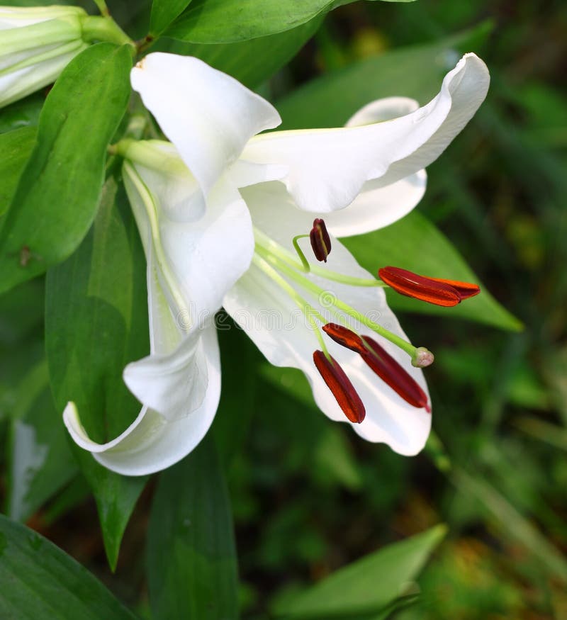 White Christmas Lily with a Swallowtail Butterfly Stock Photo - Image ...