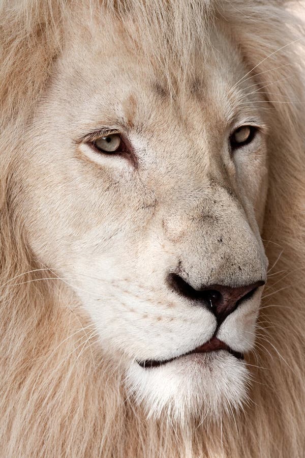 Gorgeous white lion stock photo. Image of asia, fauna - 16941508