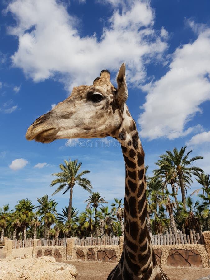 Gorgeous wild jiraffe stock image. Image of sunlight - 231711035