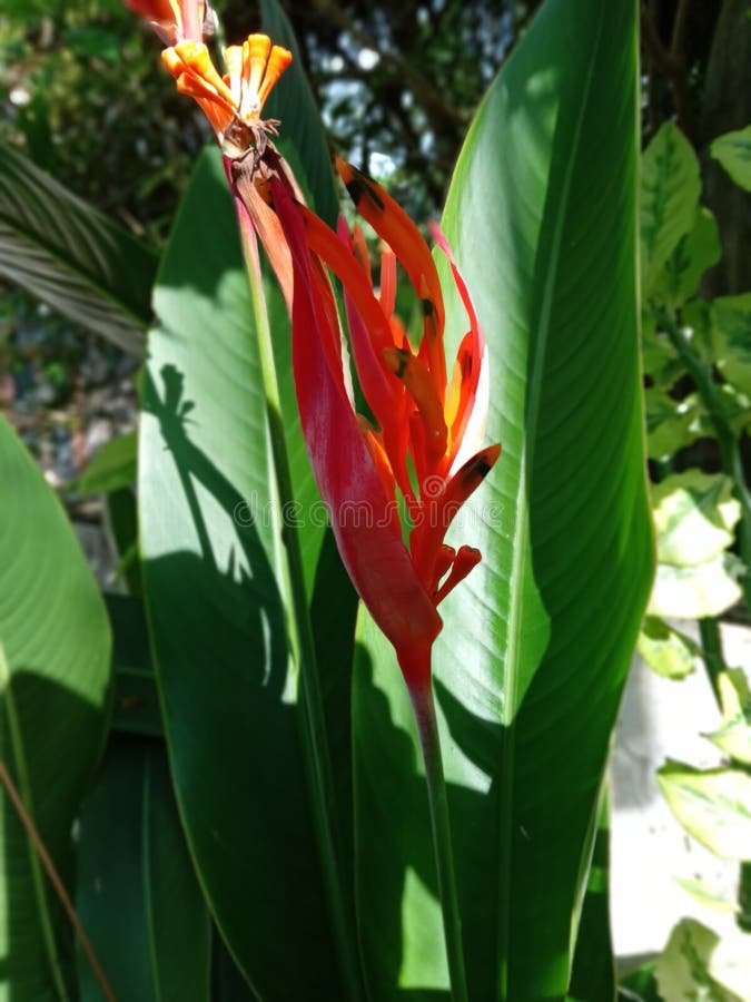 A Gorgeously Colored Flower Bed in a Garden, Smiling at the Touch of ...