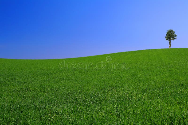 Lonely Tree Beautiful Landscape Stock Photo - Image of field ...