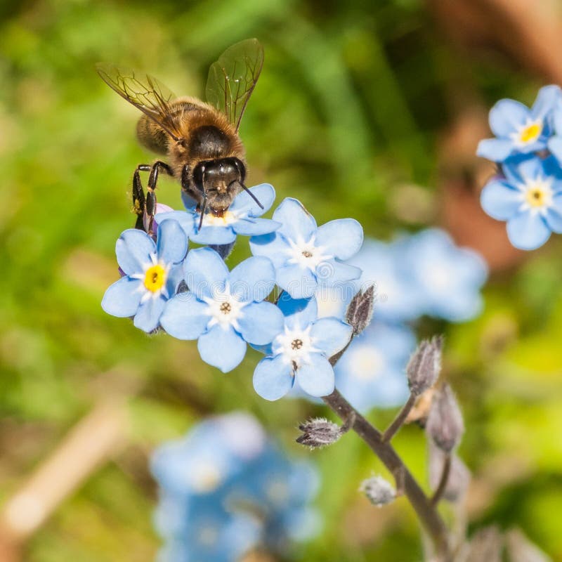 Gorging stock photo. Image of nature, blue, square, stigma - 28643740